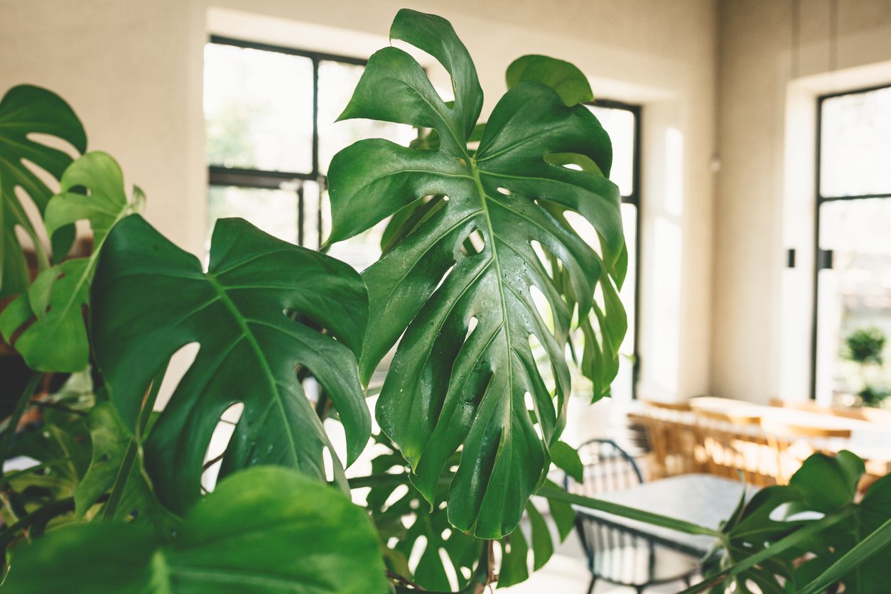 Saiba como cuidar da Monstera e invista na decoração do lar - H.Lar
